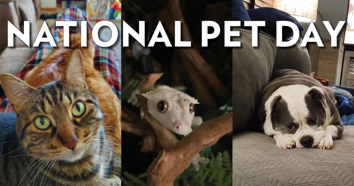 Celebrating National Pet Day in Madison